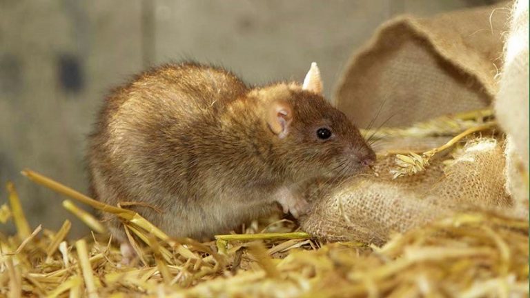 10 Ways to Prevent Mouse & Rat Infestation - House Needy