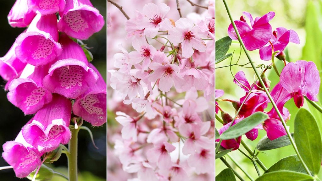 Pink Lady Flower Varieties and Color Shades - House Needy